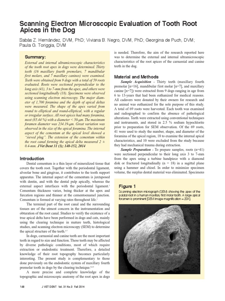 Scanning Electron Microscopic Evaluation of Tooth Root Apices in The ...