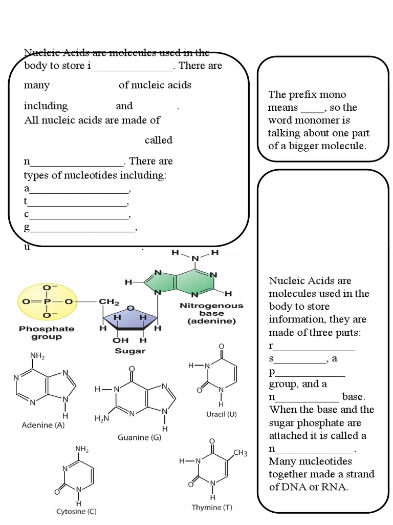 DNA and Proteins Doodle Notes 2 | Download Free PDF | Messenger Rna ...