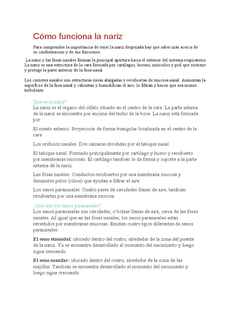 Cómo Funciona La Nariz | PDF | Nariz humana | Rasgos faciales