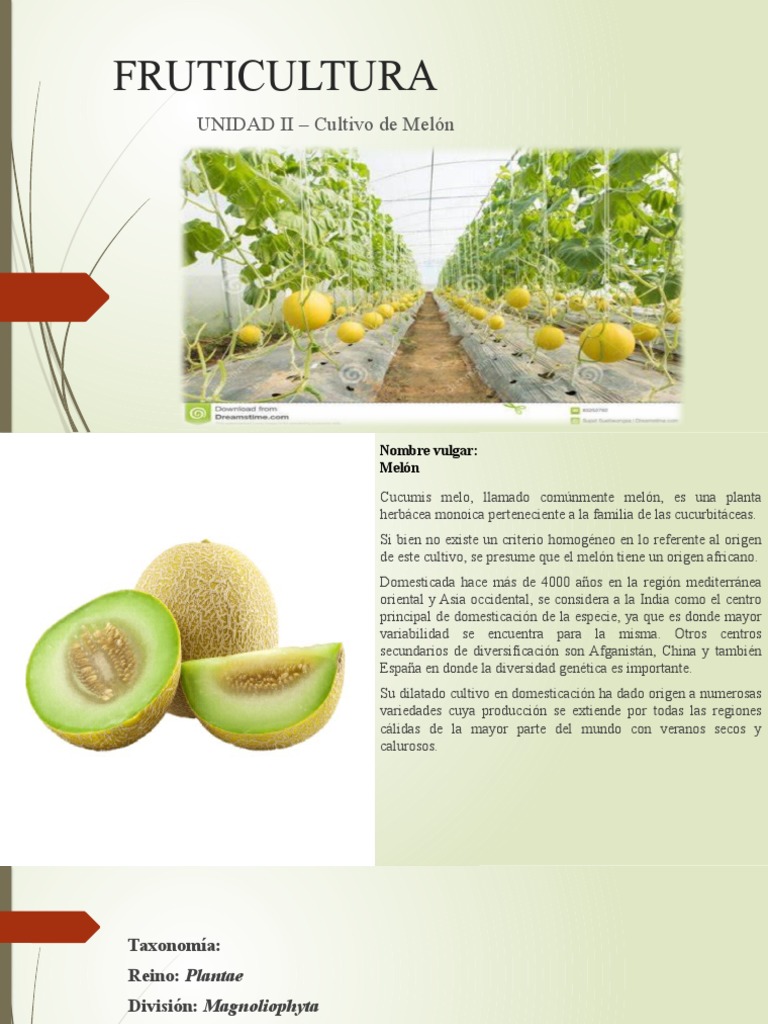 Cultivo de Melón: Guía Completa | PDF | Fertilizante | Botánica