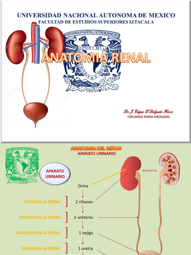 01 Anatomía Renal | PDF