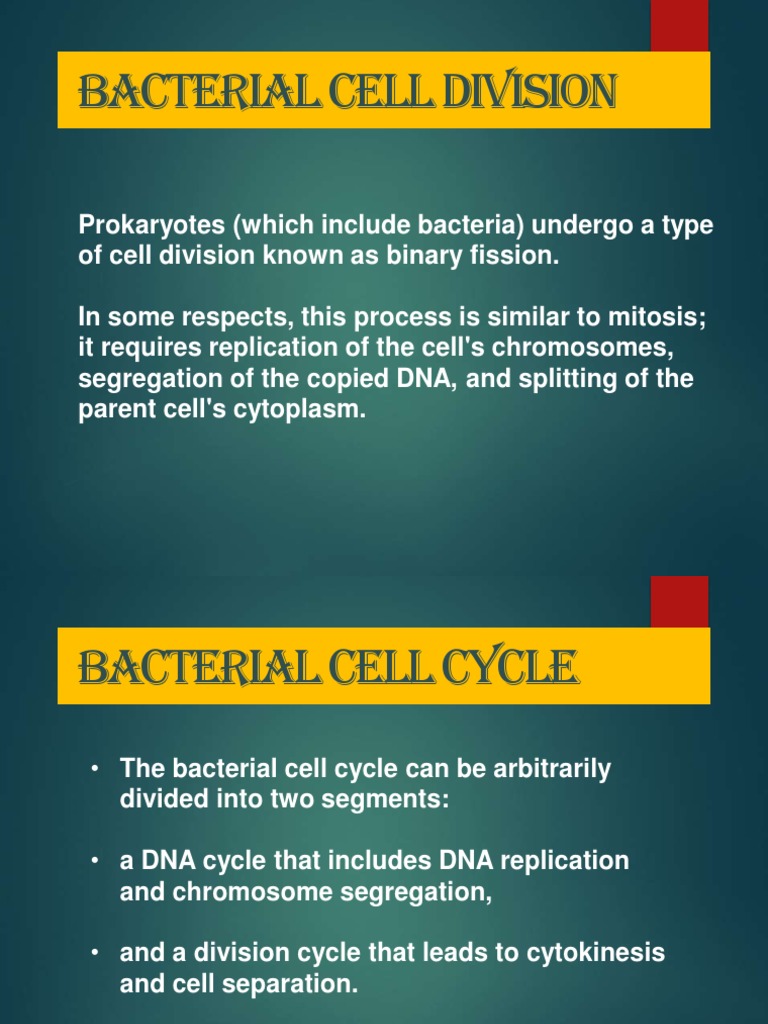 Bacterial Cell Division | PDF | Cell (Biology) | Bacteria