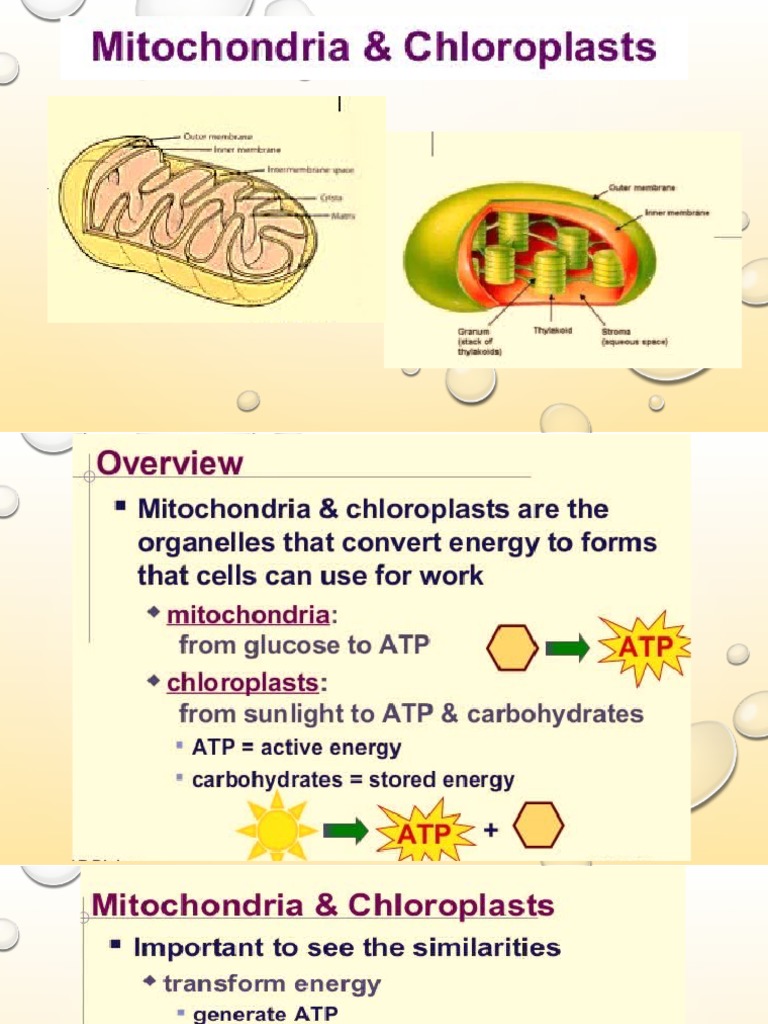 Mitochondria and Chloroplast | PDF