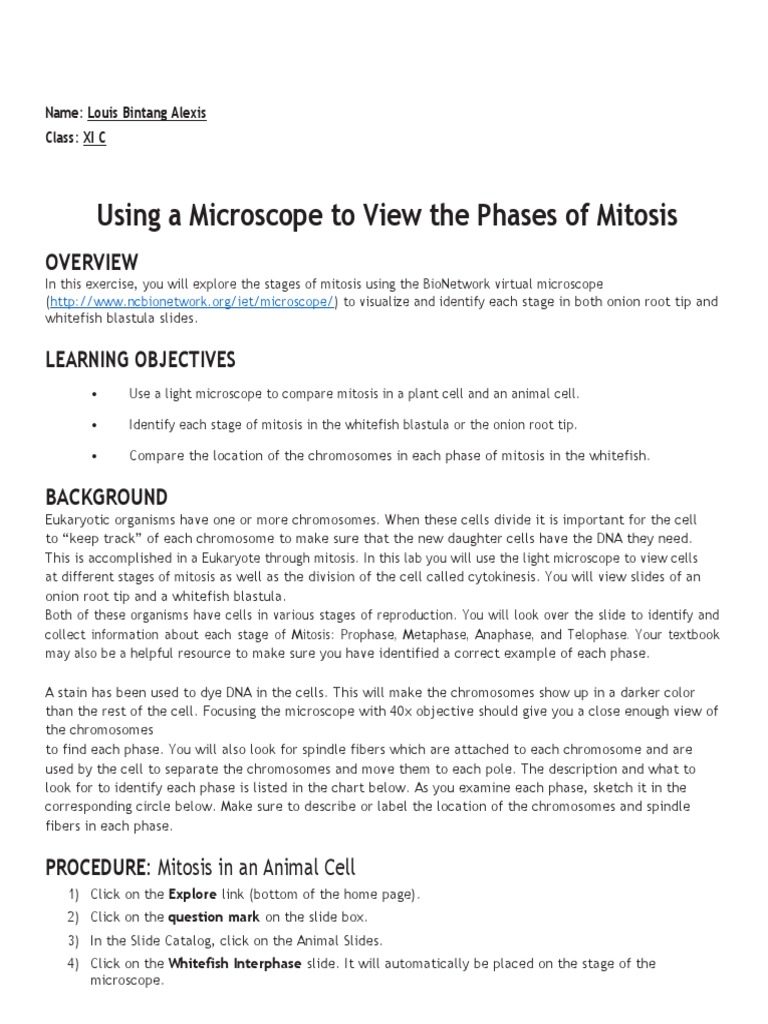 Mitosis Phases - Virtual Microscope Project | PDF | Mitosis | Anatomy