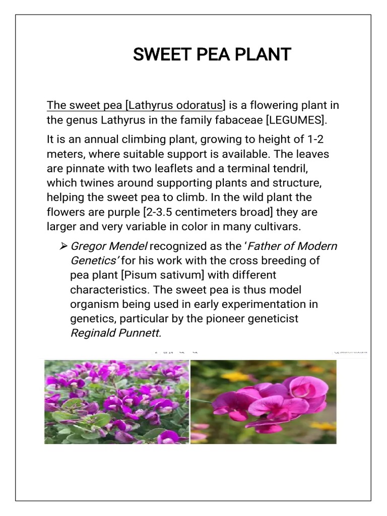 Sweet Pea Plan1 | PDF