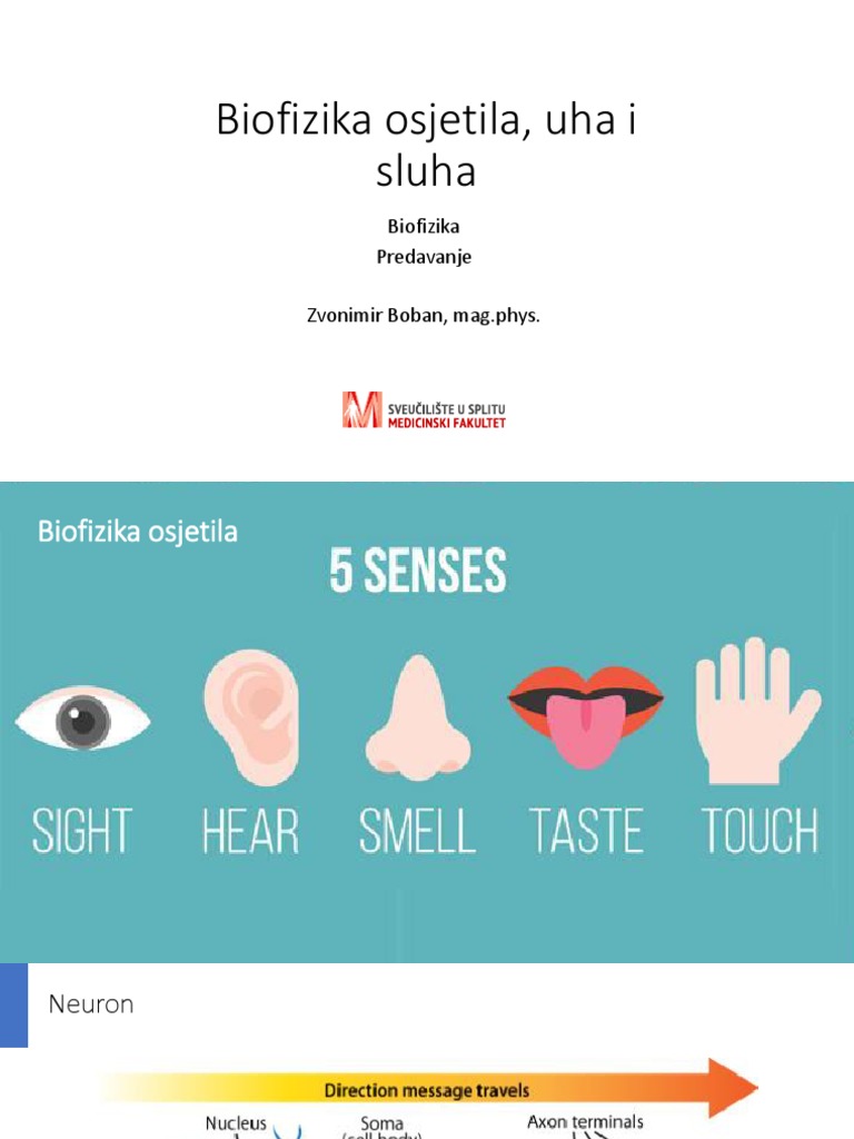 P11 - Biofizika Osjetila, Uha I Sluha | PDF