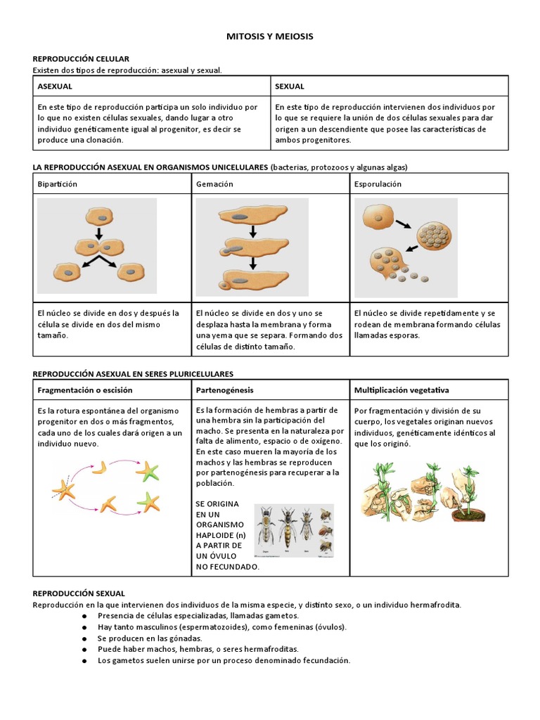 Mitosis y Meiosis para Cuarto de ESO | PDF | Mitosis | Mitosis