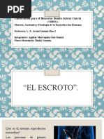 Anatomía y Funciones del Escroto | PDF | Testículo | Artería