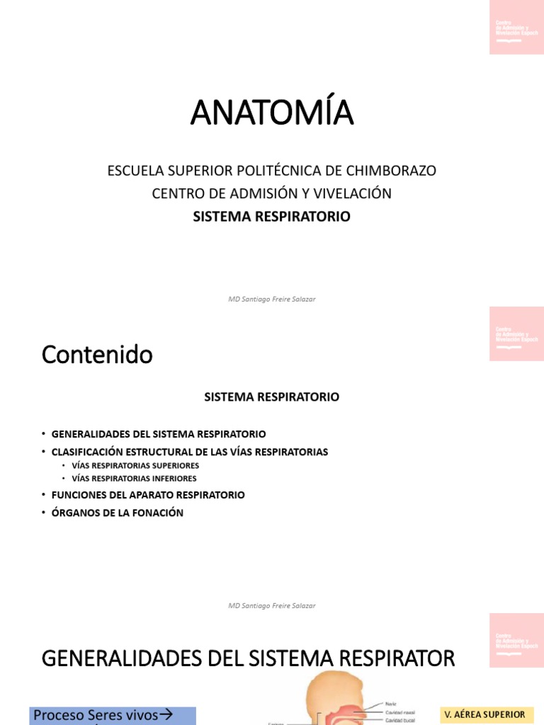 6 Sistema Respiratorio | Descargar gratis PDF | Sistema respiratorio | Pulmón