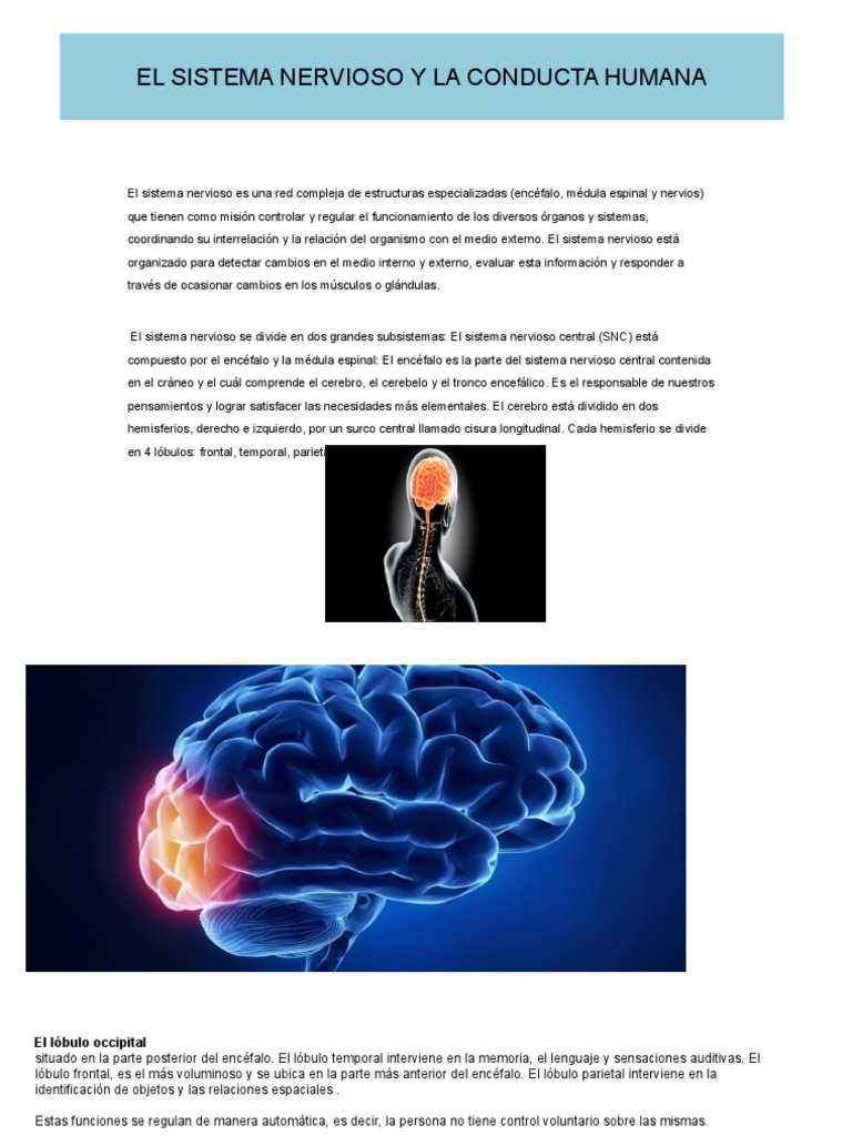 El Sistema Nervioso y La Conducta Humana | PDF | Hipotálamo | Sistema ...