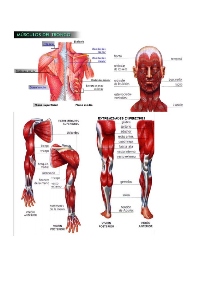 MUSCULOS | PDF
