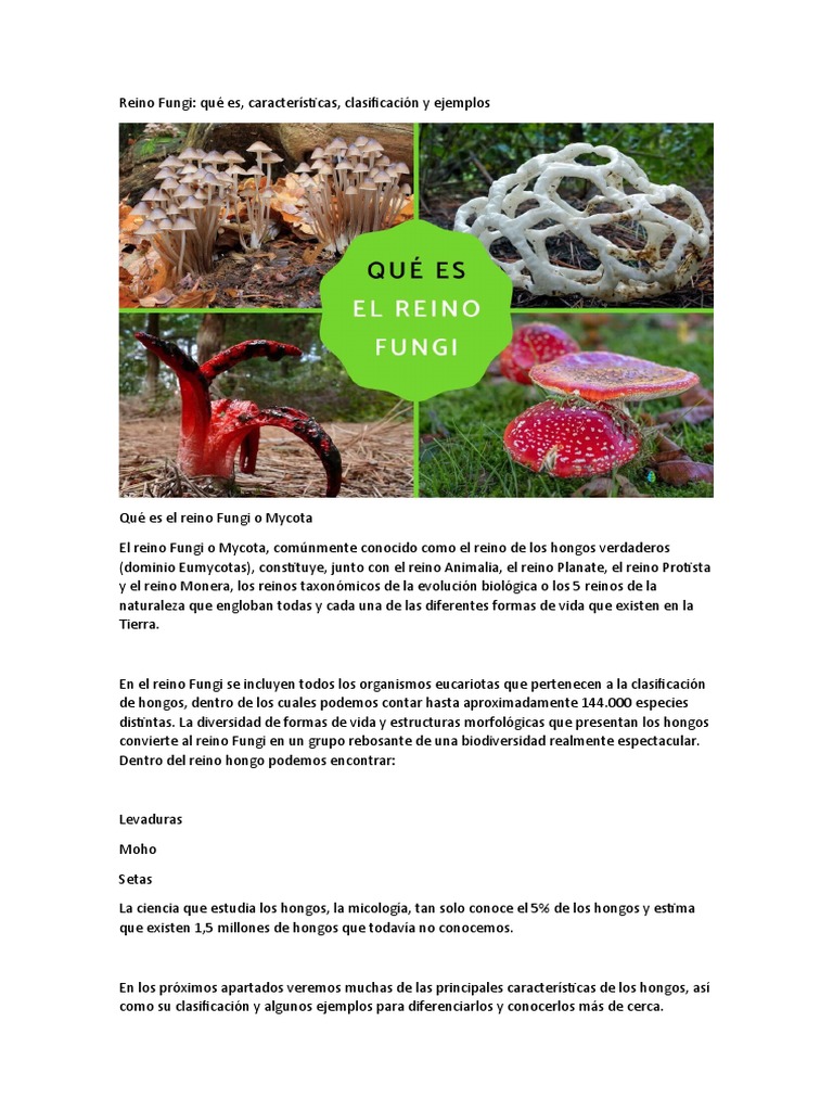 Reino Fungi | PDF | Hongo | Reproducción