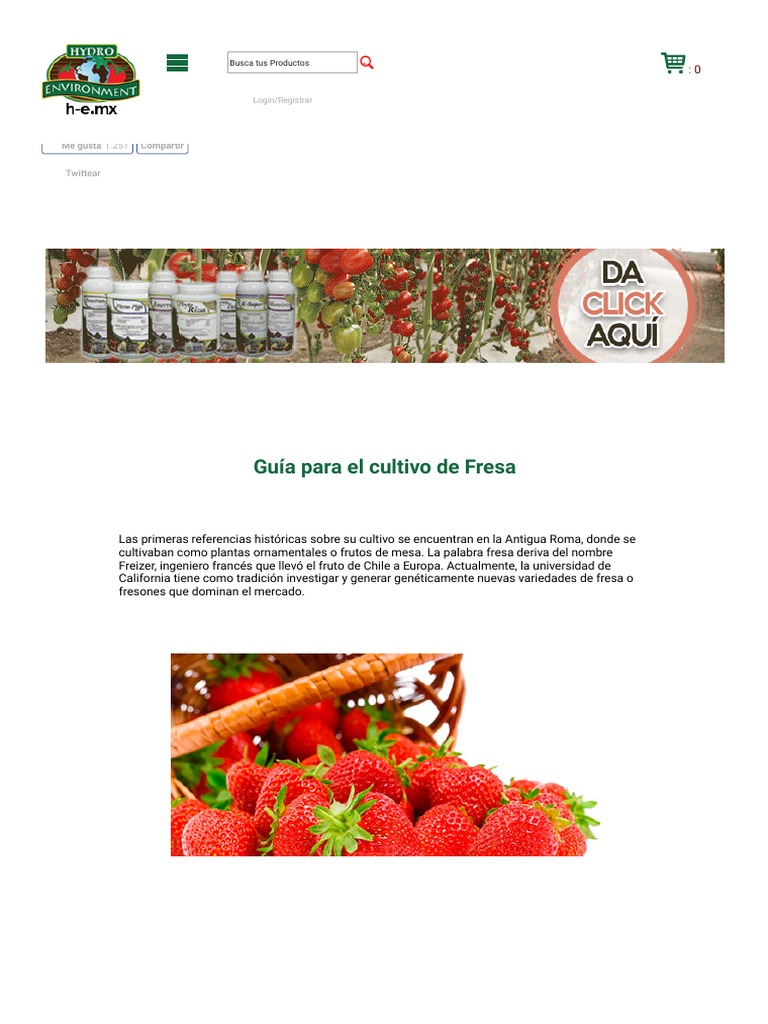 Guía para El Cultivo de Fresa | PDF | fresa | Suelo
