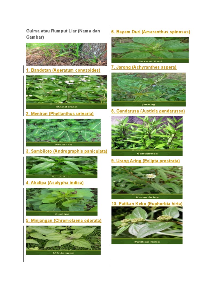 Nama-Nama Gulma Atau Rumput | PDF