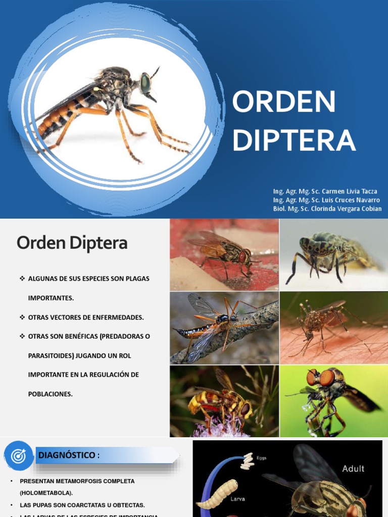 20 Diptera | PDF | Mosca | Mosquito