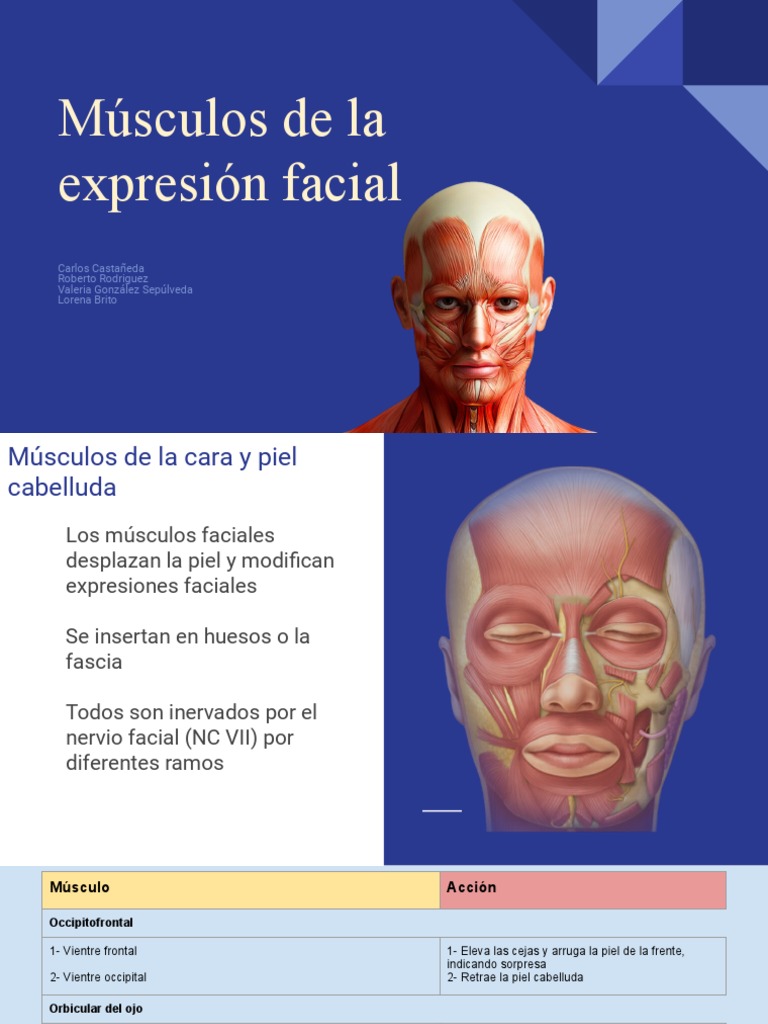 Musculos Faciales | PDF | Rasgos faciales | Cabeza y cuello humanos