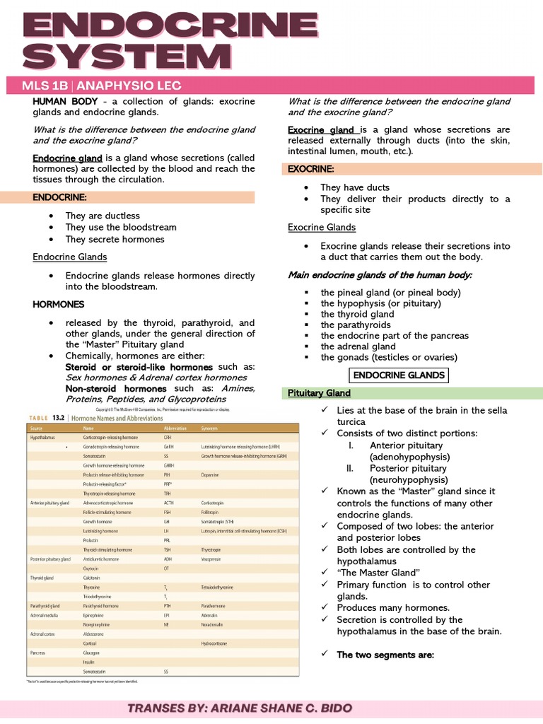 Endocrine Transes | PDF | Endocrine System | Adrenal Gland