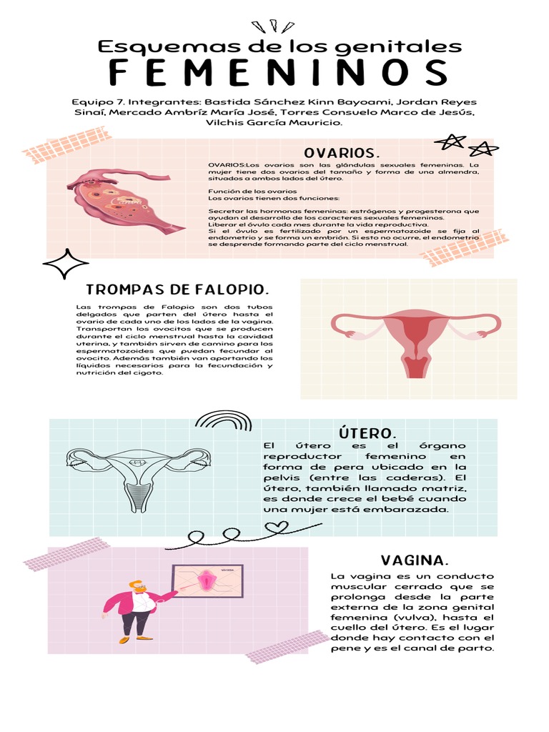 Genitales Femeninos | PDF | Ovario | Sistema reproductivo