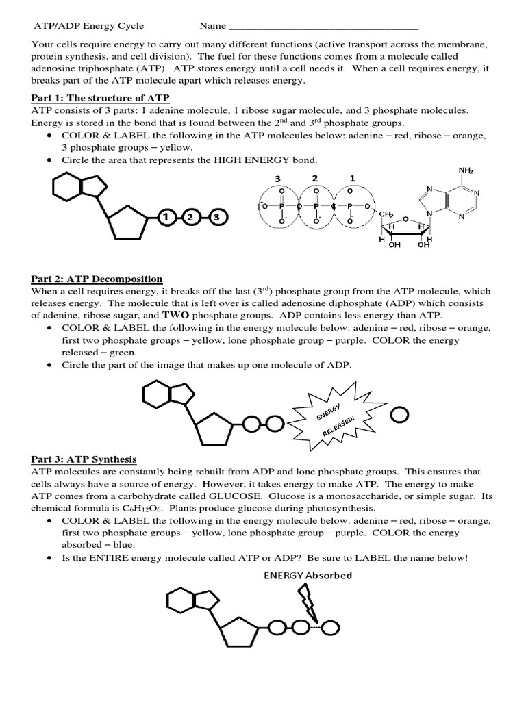 ATP and ADP Cycle | PDF | Adenosine Diphosphate | Adenosine Triphosphate