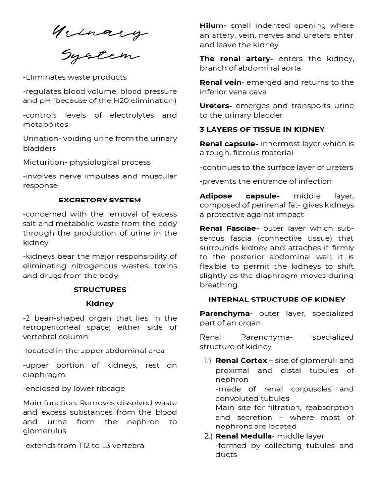 Urinary System | PDF | Kidney | Urinary System