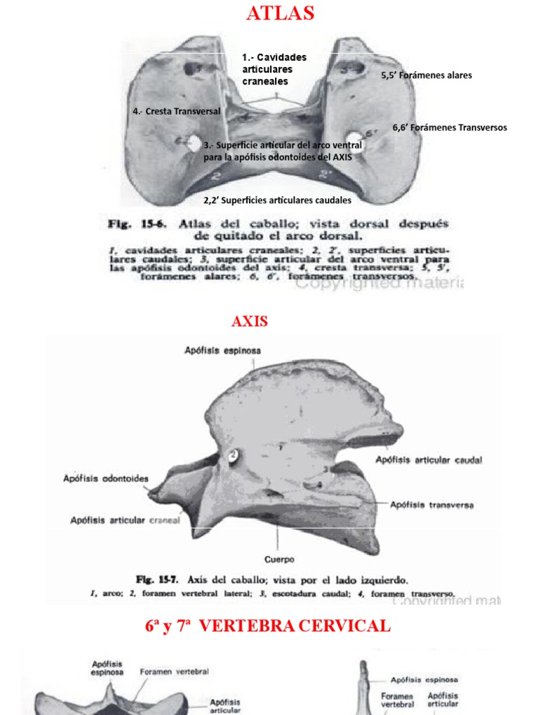 Diapositivas de Osteologia | PDF | Vértebra | Anatomía humana