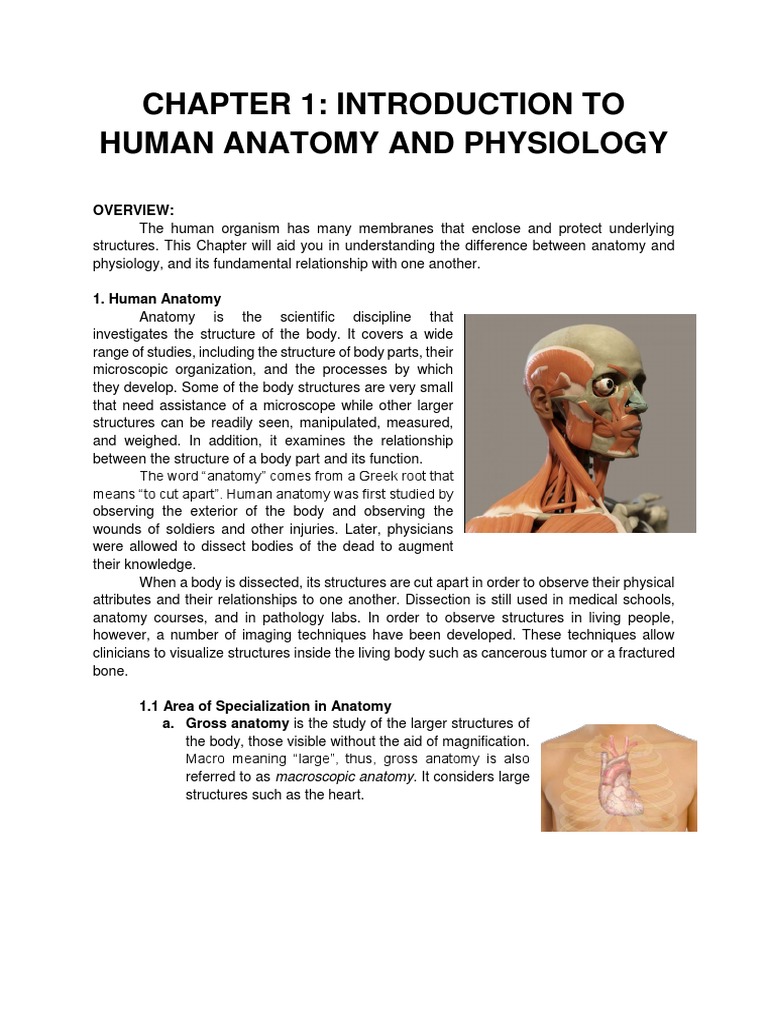 Part 1 Anatomy and Physiology | PDF | Human Body | Homeostasis