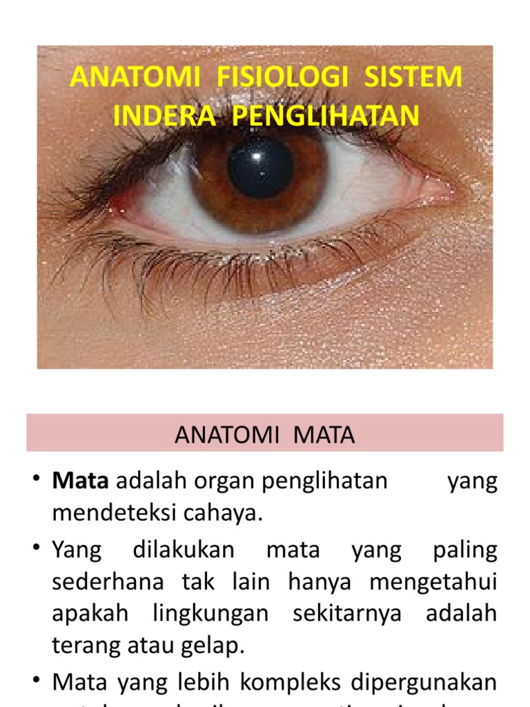 Anatomi Mata | PDF