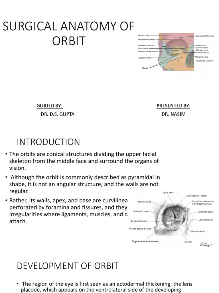 Surgical Anatomy of the Orbit | PDF | Eye | Sensory Organs