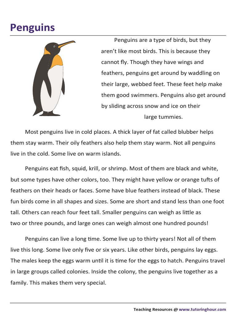 Penguins | PDF | Penguin | Feather