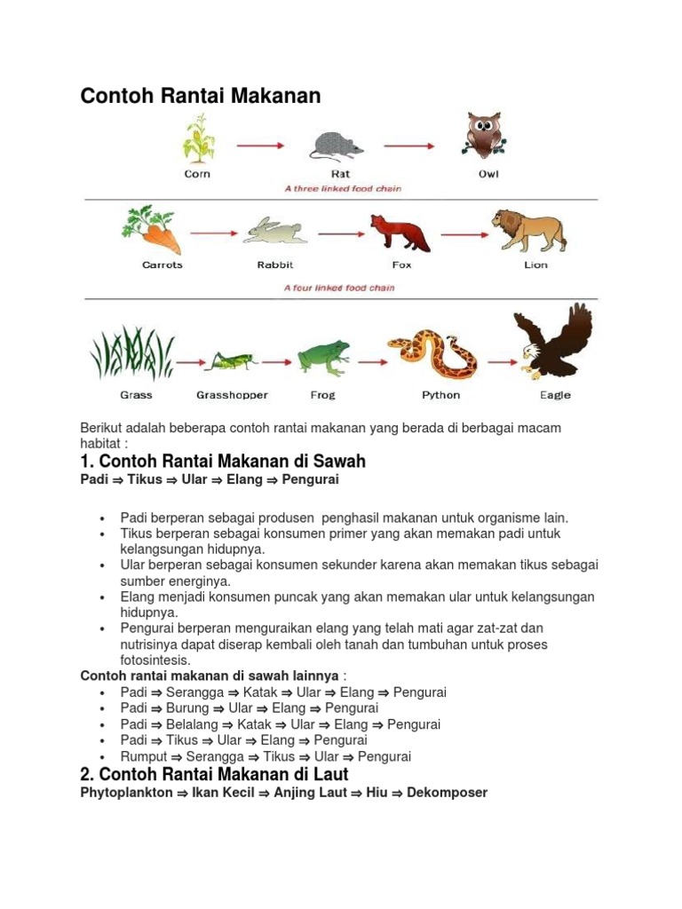 RANTAI MAKANAN DI BERBAGAI HABITAT | PDF
