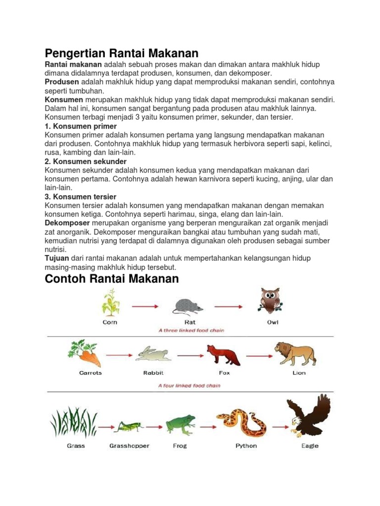 Pengertian Rantai Makanan | PDF