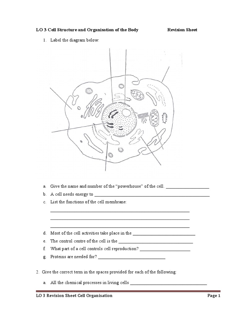 LO 3 Cell Structure Revision Sheet | PDF | Cell (Biology) | Endoplasmic ...