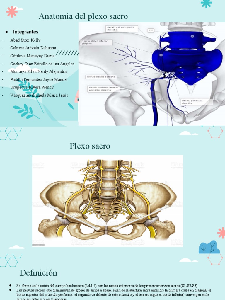 Plexo Sacro | PDF | Nervio | Anatomía del miembro inferior