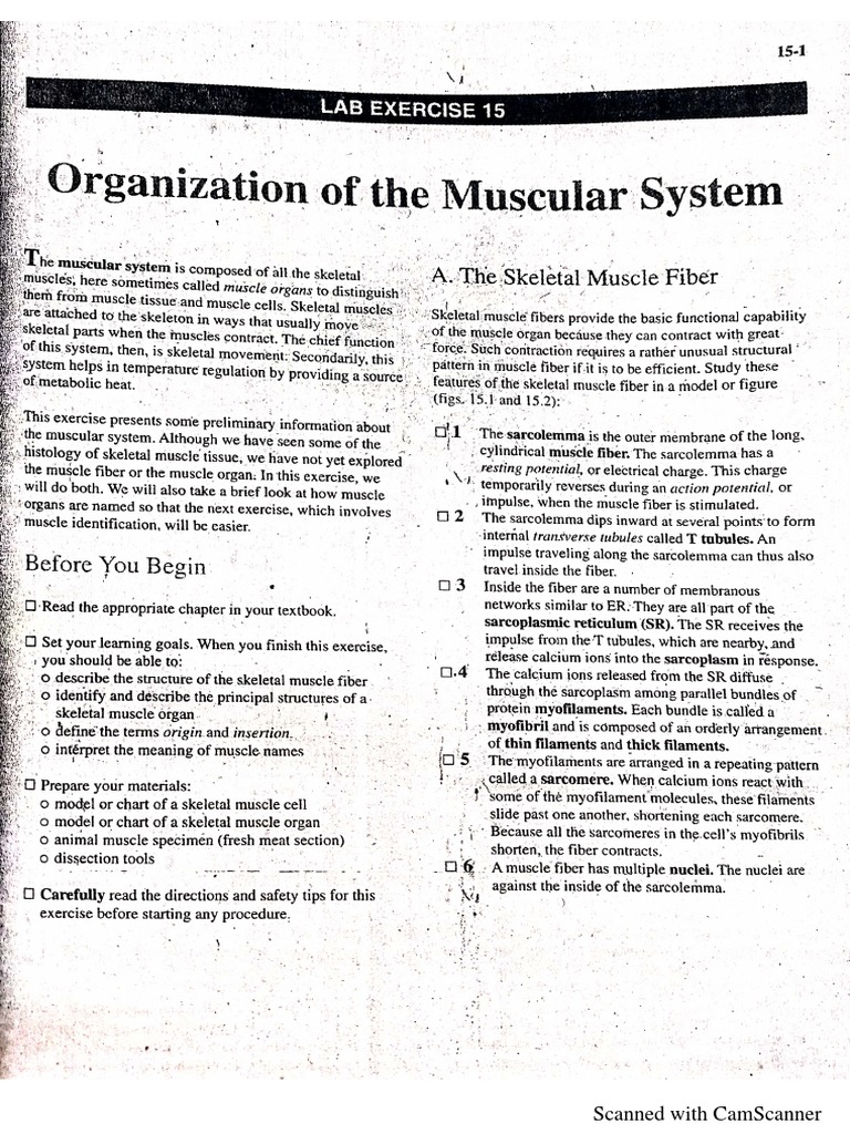 Anatomy Muscle System Manual | PDF