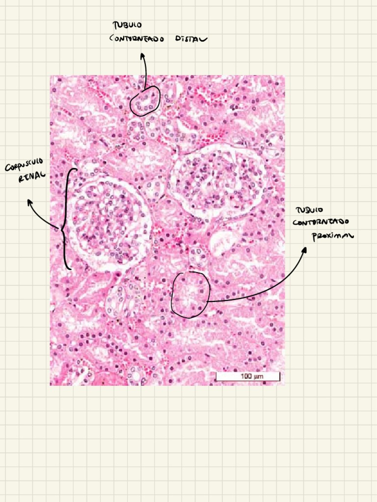 Histologia Morfo Ii | PDF | Anatomia animal | Especialidades Medicas