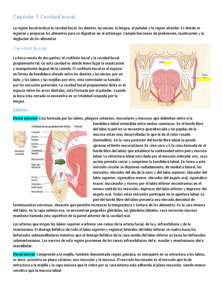 Cápitulo 3 Cavidad Bucal - WORD EDITADO BY MI | PDF | Lengua | Diente