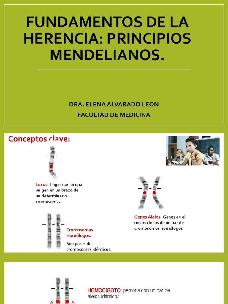 Fundamentos de La Herencia | PDF | Alelo | Dominancia (Genética)