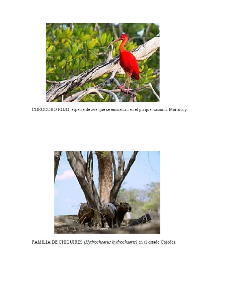 Flora y Fauna de Venezuela | PDF | Venezuela | Aves