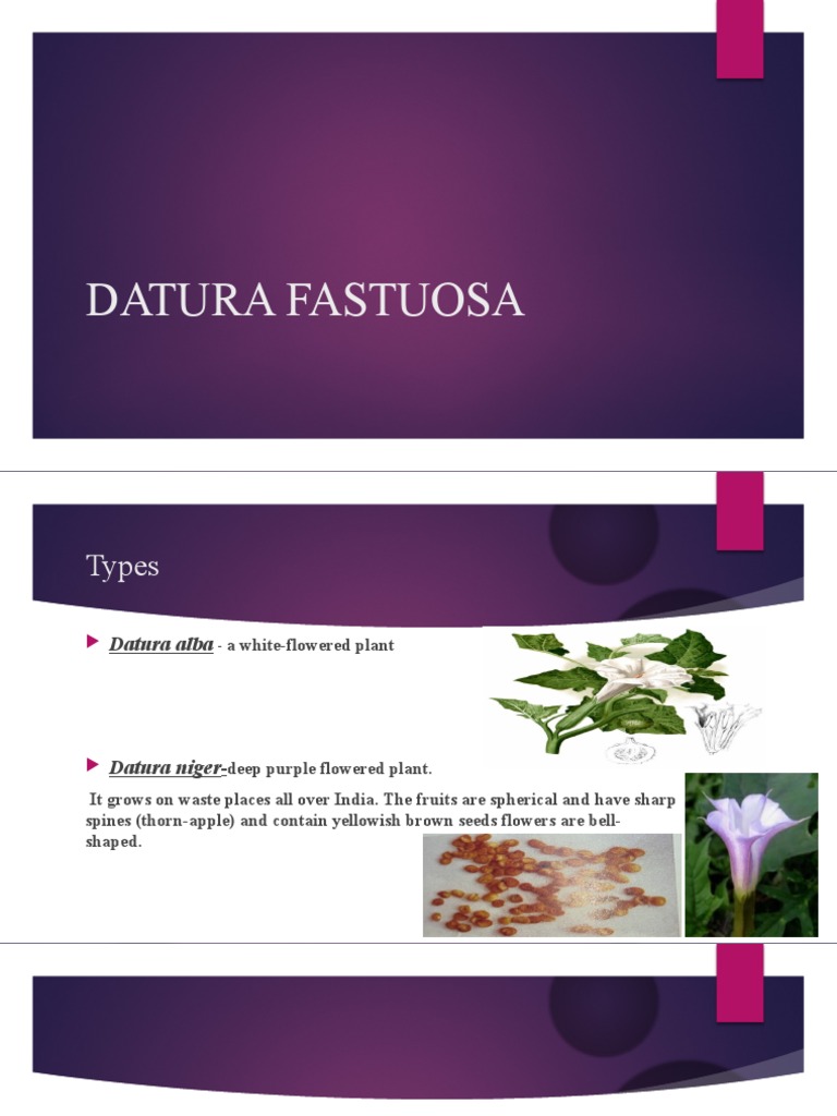 Datura Fastuosa | PDF | Home & Garden