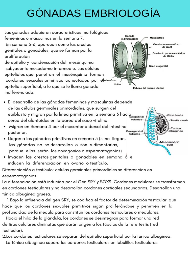 Gonadas Embriologia | PDF