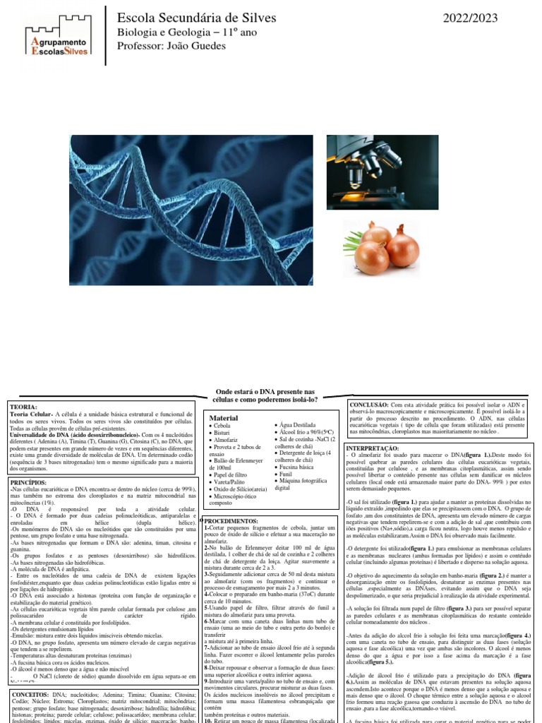 Atividade Laboratorial - Extração de DNA - V de Gowin (Original) | PDF ...
