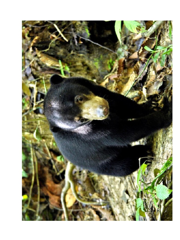 Sun Bear | PDF