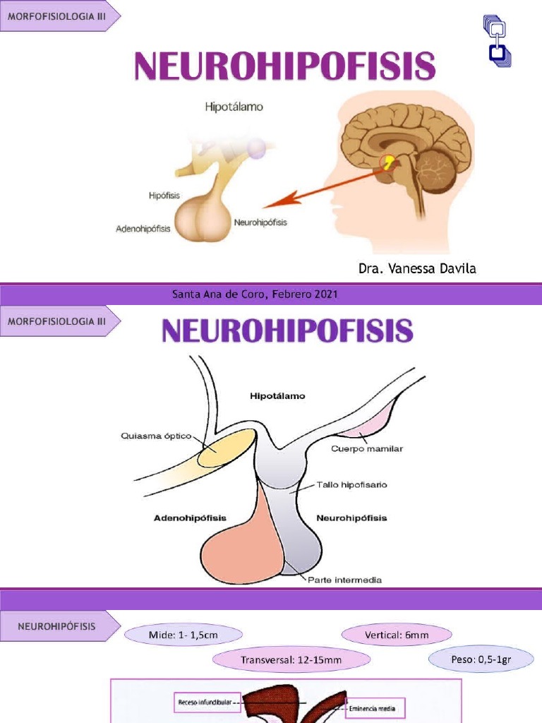 NEUROHIPOFISIS | PDF