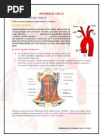 Musculos de La Nuca | PDF | Anatomía humana | Sistema musculoesquelético