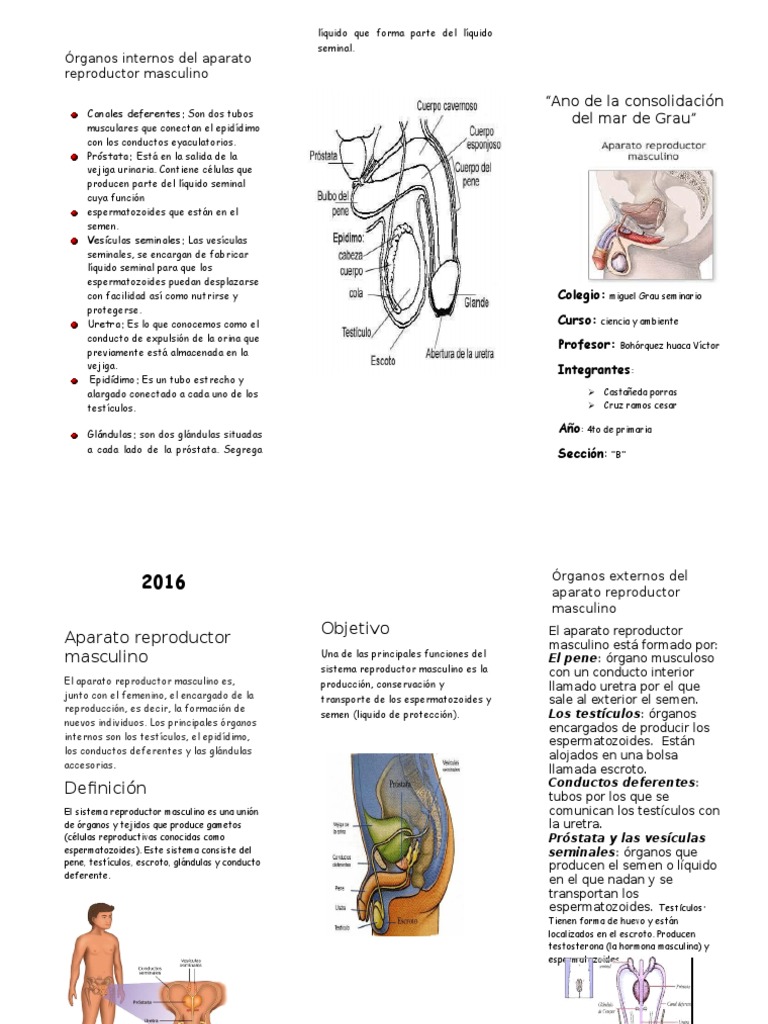 Órganos del aparato reproductor masculino | PDF | Sistema reproductivo ...