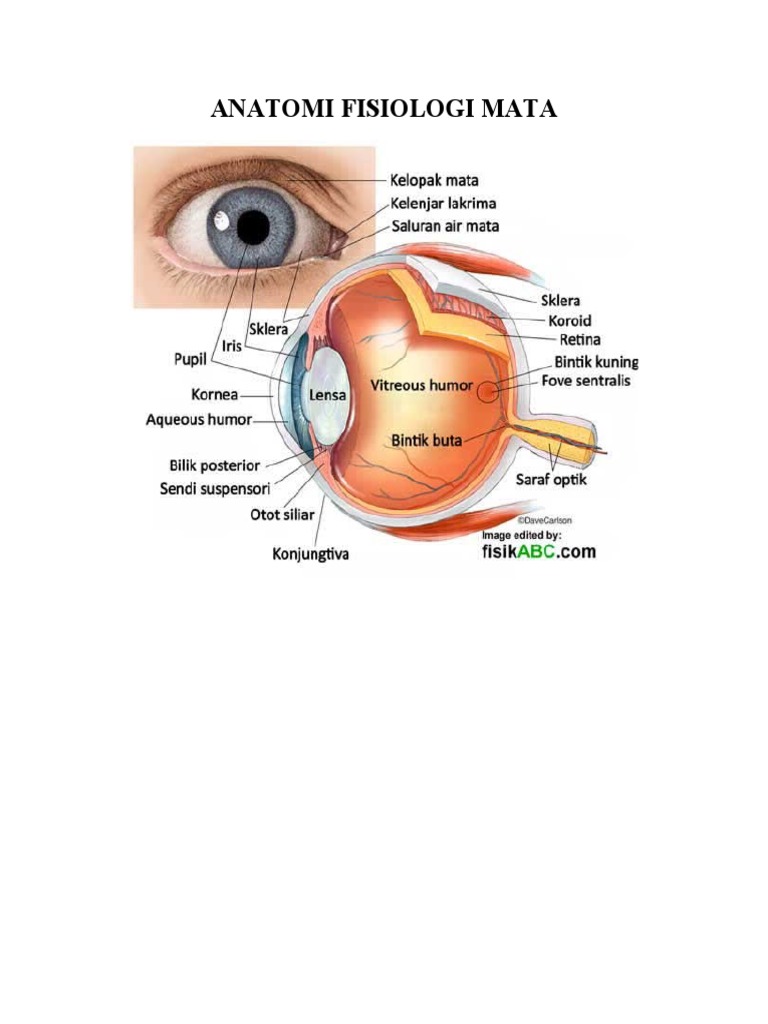 Anatomi Mata | PDF