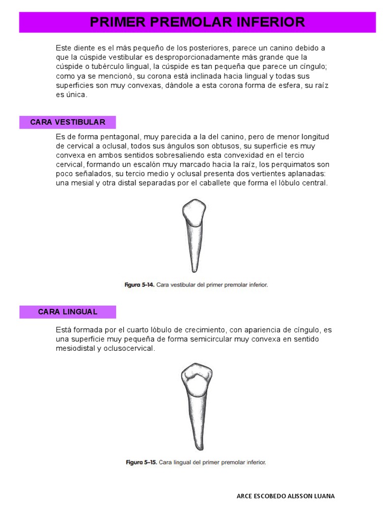 Resumen Premolares Inferiores | PDF | Odontología | Ramas de Odontología
