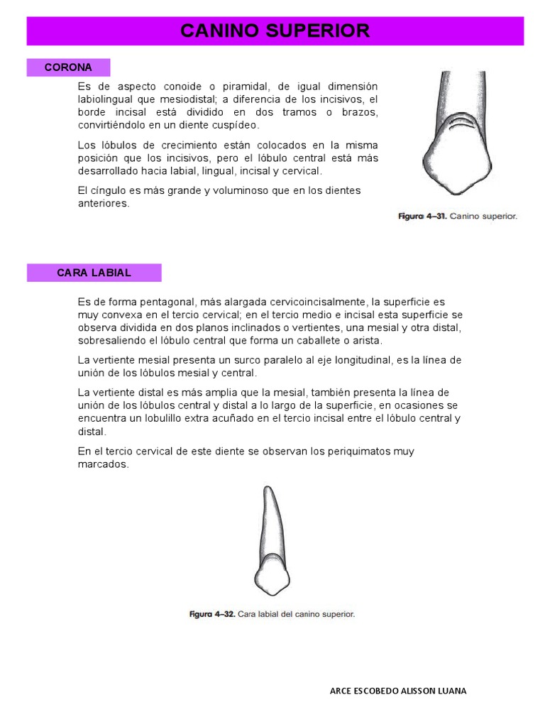Resumen Canino Superior | PDF | Ramas de Odontología | Boca