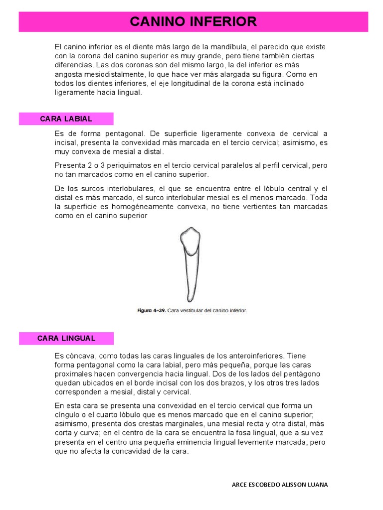 Anatomía y morfología del canino inferior | PDF | Anatomia dental ...