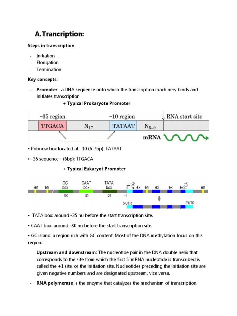Transcription and Translation | PDF | Translation (Biology) | Messenger Rna